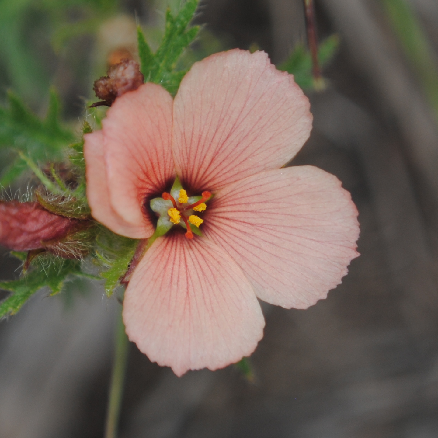FOTOS DE FLORA NATIVA Y ADVENTICIAS DE URUGUAY : Turnera sidoides ...