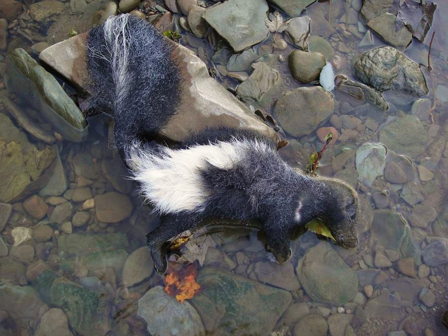 Traveling Angler: The Skunk