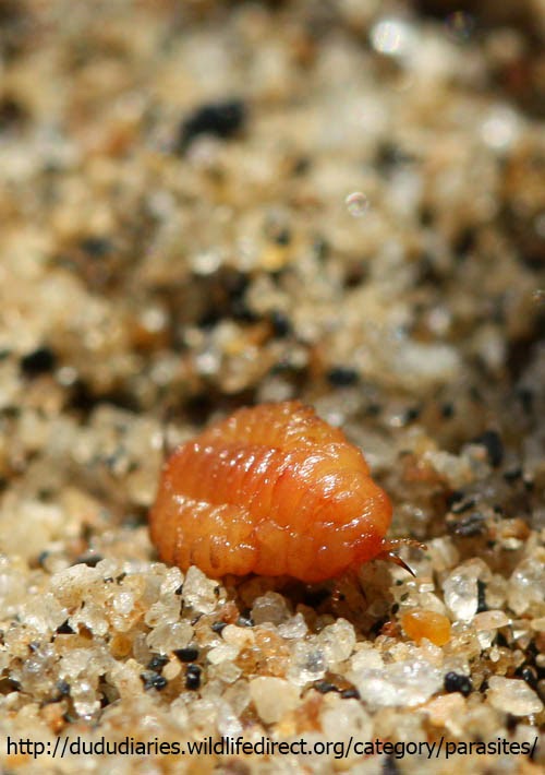 Bizarre Creature of the Day: Creature 20: Strepsiptera