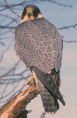 info animal: alcon pelegrino