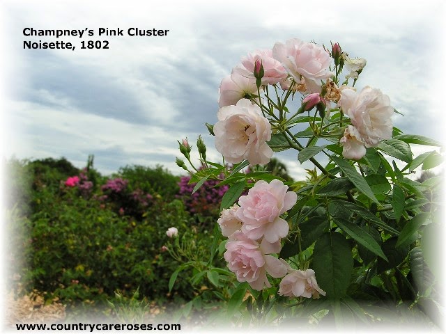 Growing Old Garden Roses in Florida: The Noisettes and Tea Noisettes