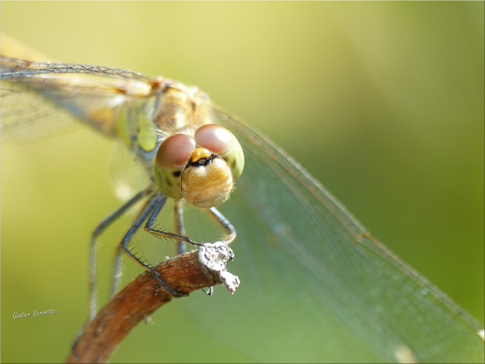 Les Libellules si rapides et importantes pour la Nature aussi