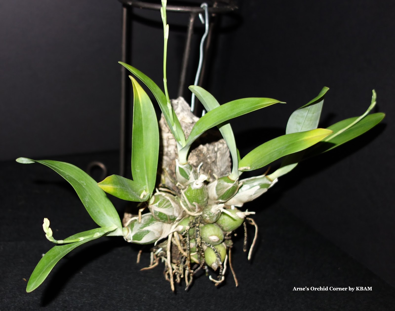 Arne's Orchid Corner: Orchid of the day: Prosthechea mariae, formerly ...