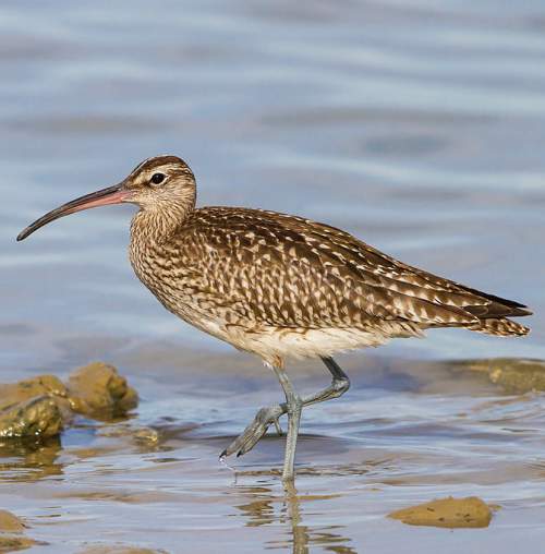 Whimbrel photos | Birds of India | Bird World