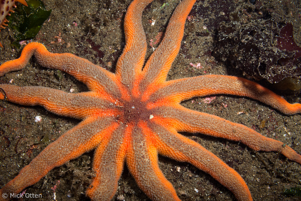 Mick's marine biology: Sea stars of Vancouver Island - part 1