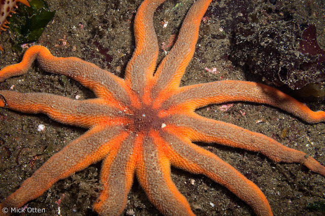 Mick's marine biology: Sea stars of Vancouver Island - part 1