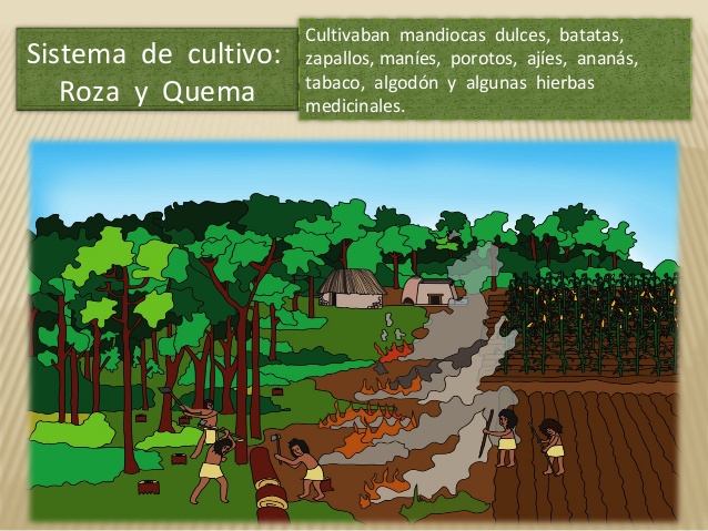 Cultura Guaraní: Cultivar en la selva Los Guaraníes