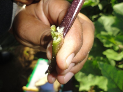 News of Agriculture from Seychelles: Eggplant Fruit and Shoot Borer ...