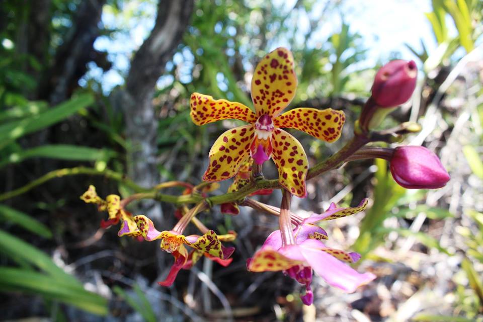 Paling Keren 27+ Gambar Anggrek Laut - Gambar Bunga Indah