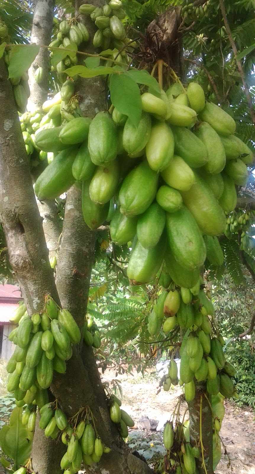 Bila Jemari Mula Menaip ~: ~ BeLiMBinG Oh BeLiMBinG