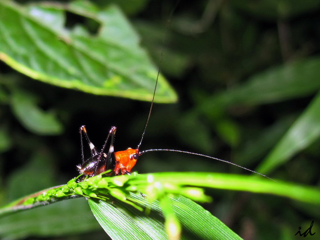 Indonesian Bugs & Others: Conocephalus melanus from Dago Pakar