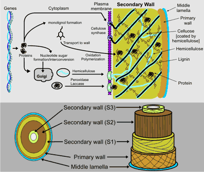 Bio Geo Nerd: Plant Cell Wall Synthesis