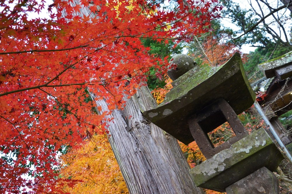 Endless Traveling Map: 7 Places to See Autumn Leaves in Kyushu, Japan