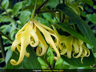 7-30260-001-082/3 กระดังงาสงขลา