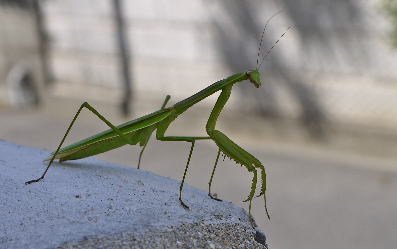 Horsehair Worms Praying Mantis at Stephanie Wolfe blog