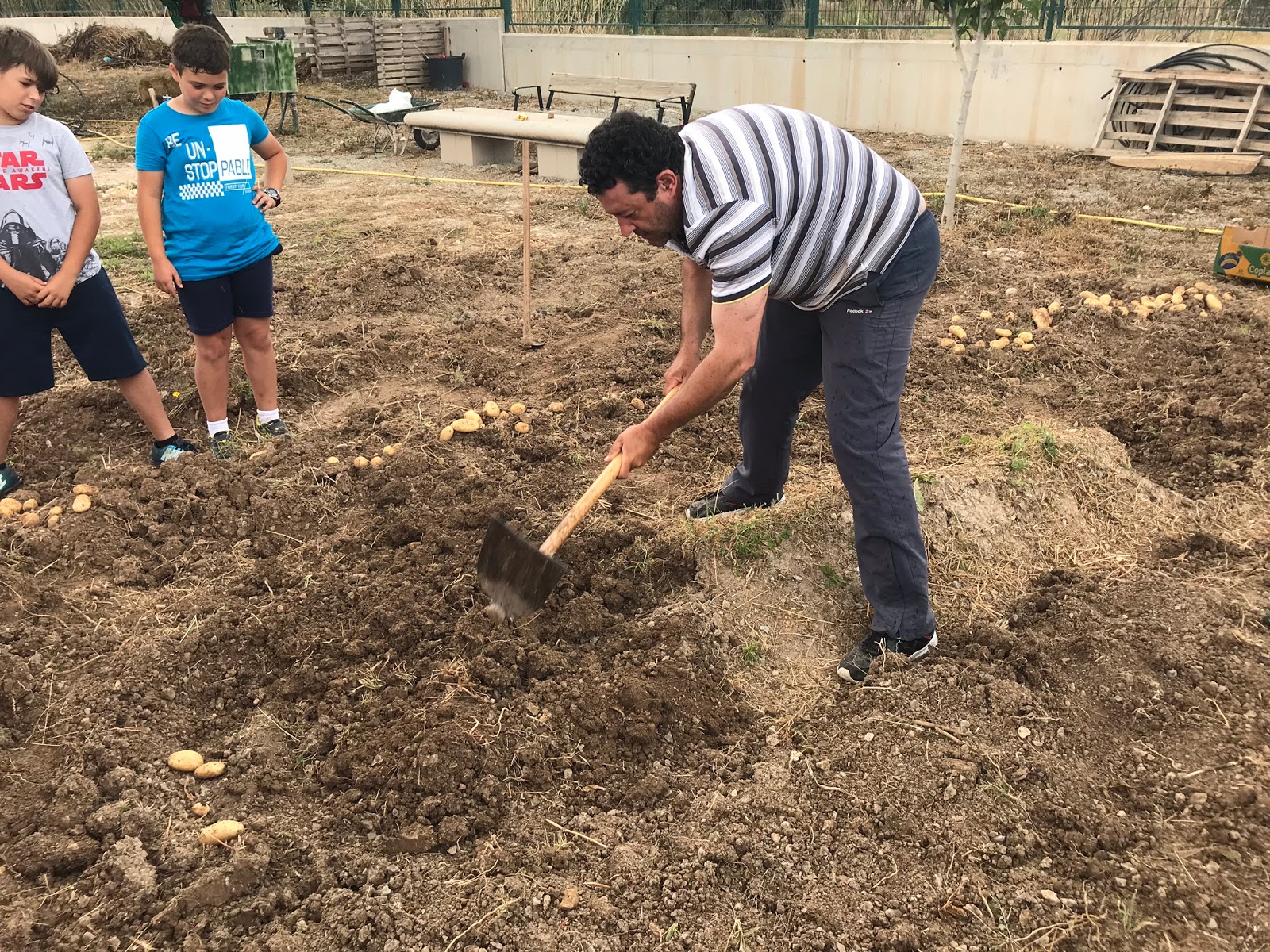 El Teuladí: Una collita escassa