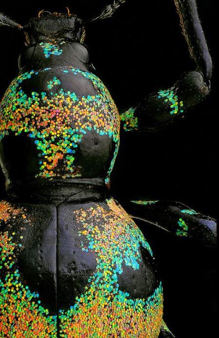 7 Weevil yang Paling "Unbeweevable!" | Pos Hari Ini