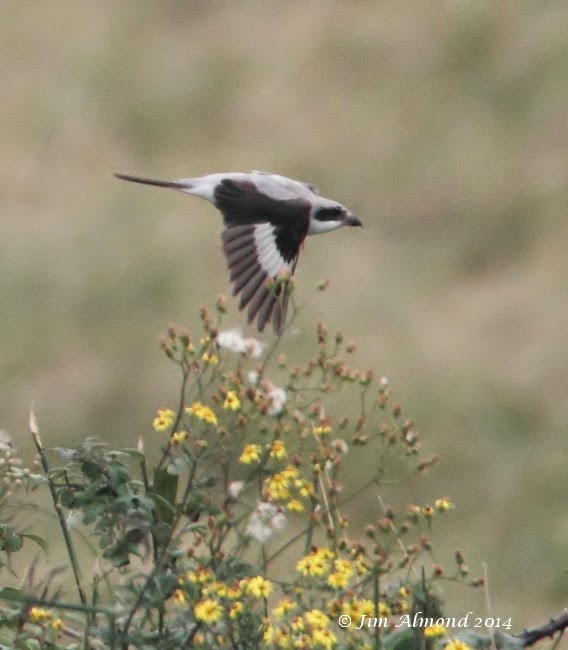 Shropshire Birder: Hollesley Marshes - Lesser Grey Shrike