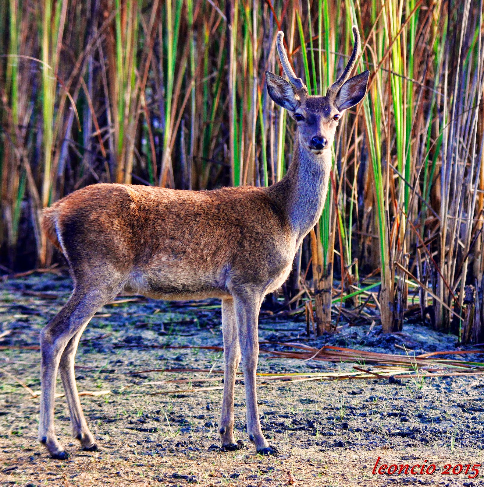 FOTOGRAFÍA Y NATURALEZA EN ANDALUCÍA: DIGISCOPING,CIERVO COMÚN ( cervus ...