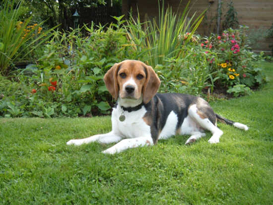 Cães & Cães: Beagle - 02