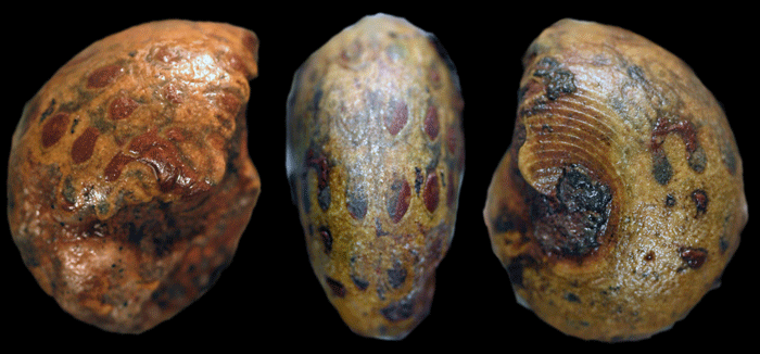 Variety of Life: Agathiceratidae