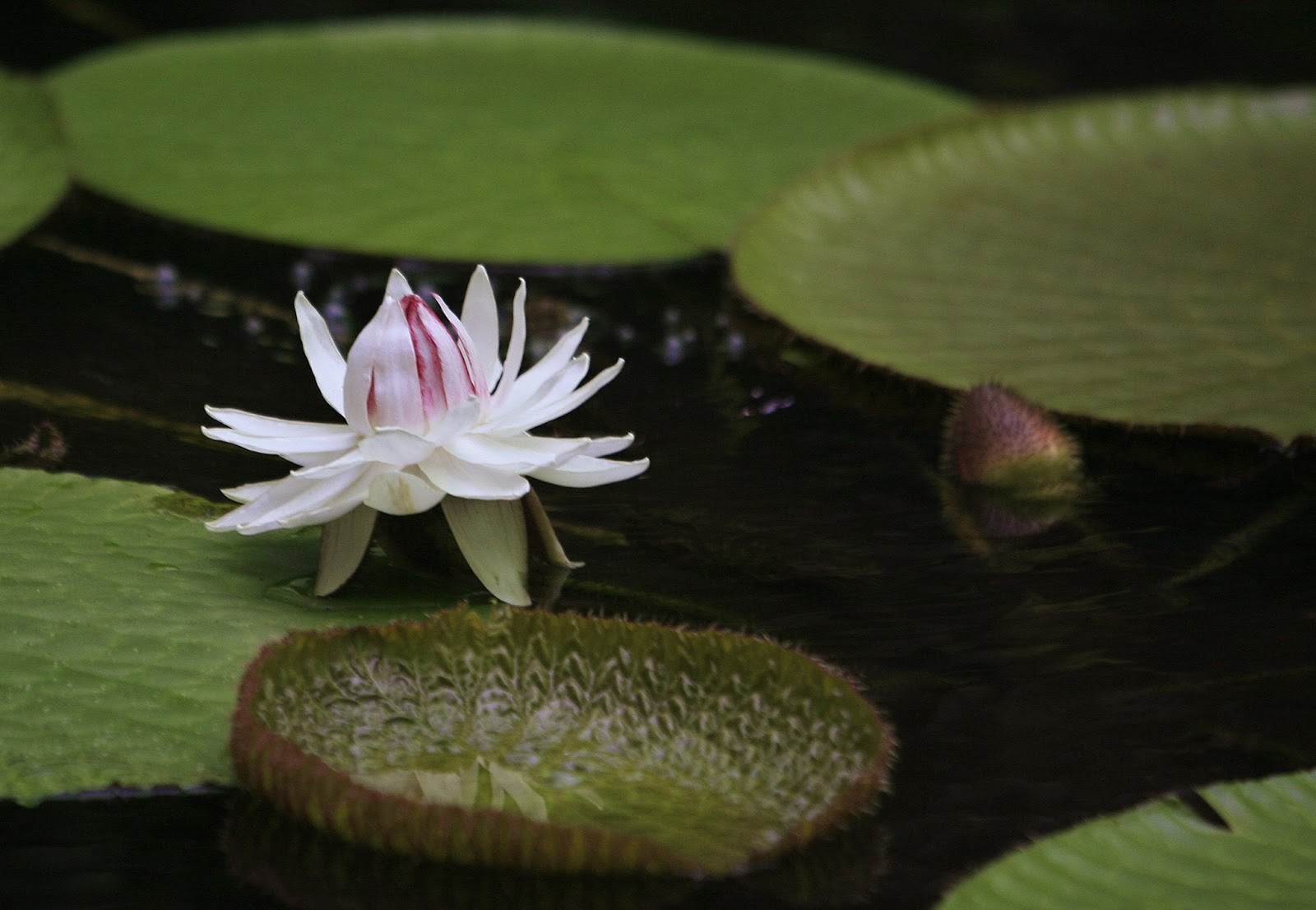 Angélica Italia: Victoria Amazonica.