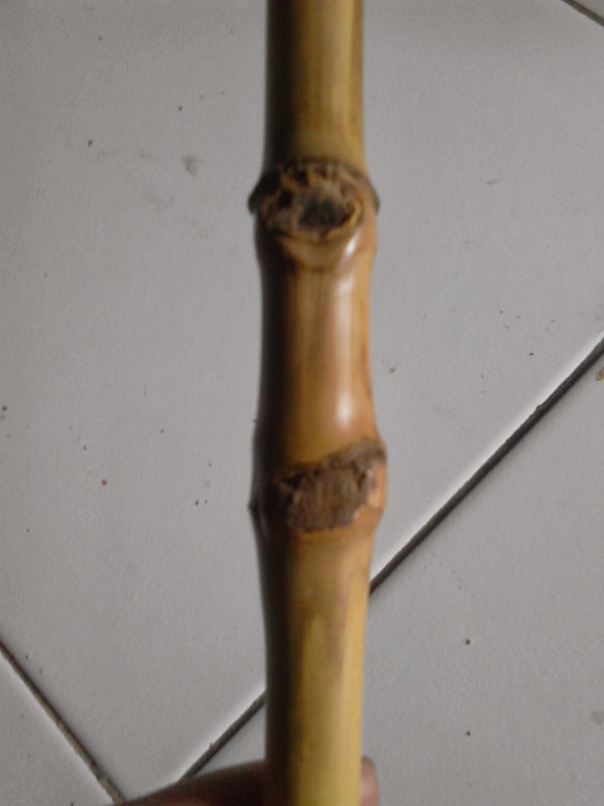 BELI BAMBU PETUK YOGYAKARTA 2014 : PENAWARAN BAMBU