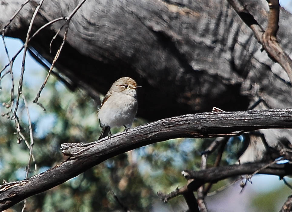 garden delights: World Bird Wednesday - Red-capped Robin