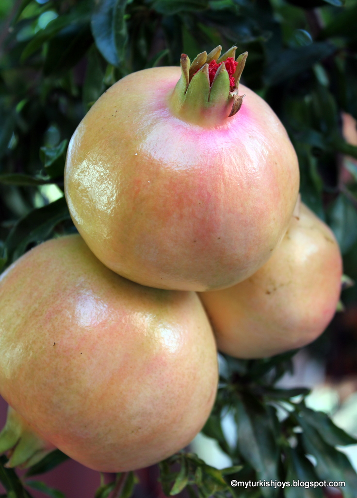 Cunda Adası: Breakfast Under the Nar Tree ~ My Traveling Joys