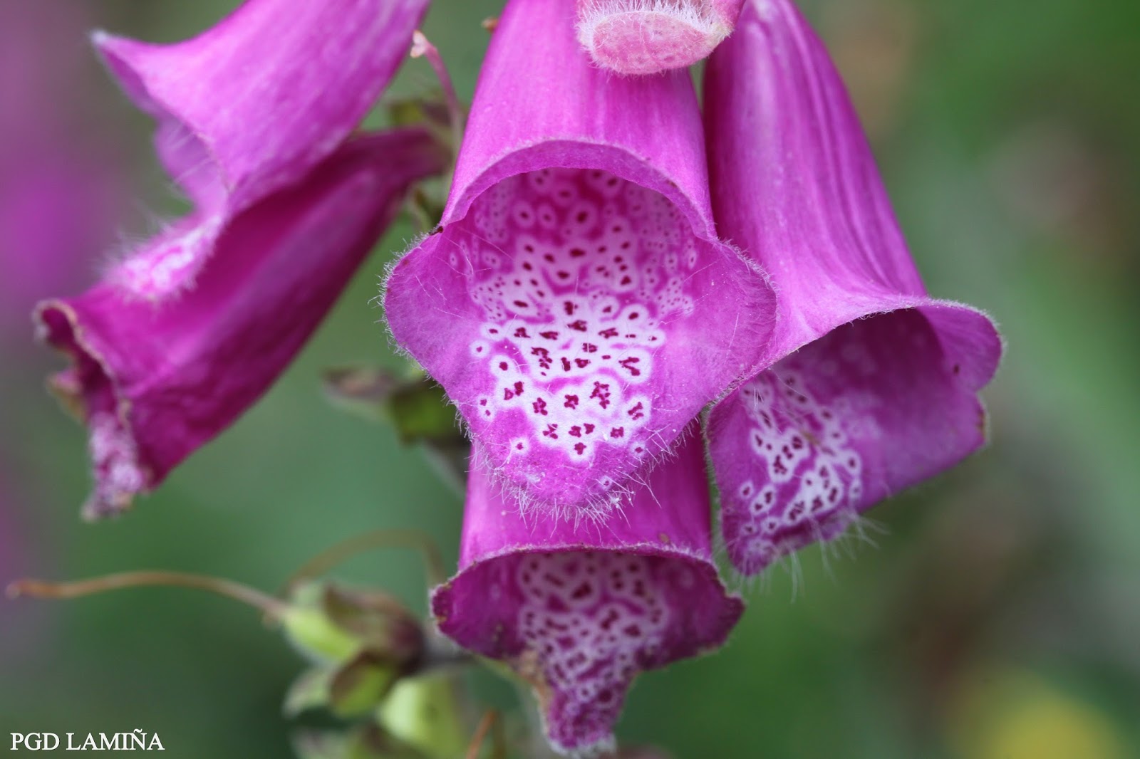 DIGITALIS PURPUREA. dedalera o digital