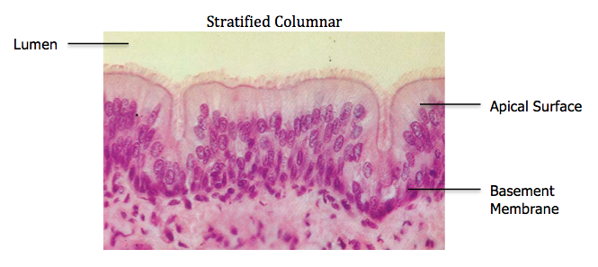 Hong Liu: Epithelial Tissue Labeling