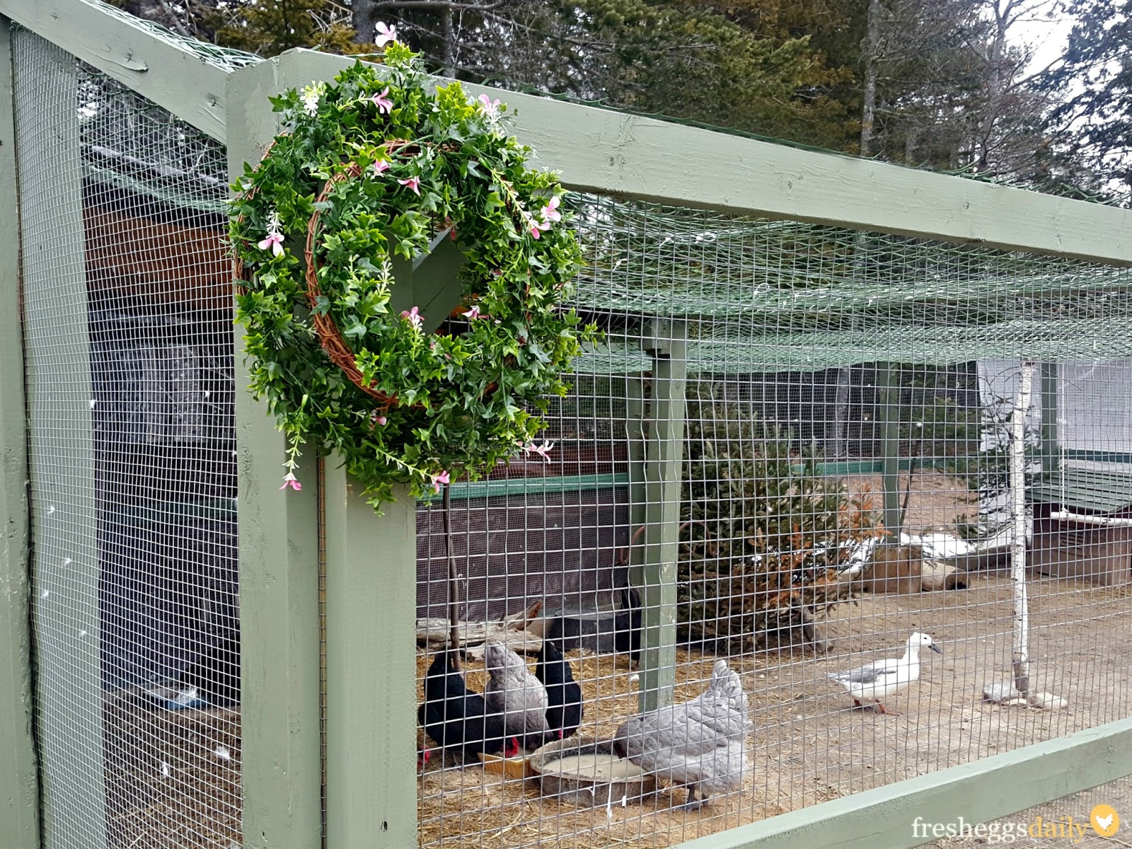 How to Build a Predator-Proof Chicken Run - Fresh Eggs Daily® with Lisa ...