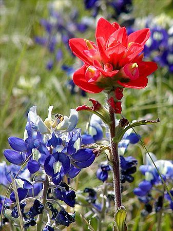 Mid2Mod: Back in the day: Bluebonnet season