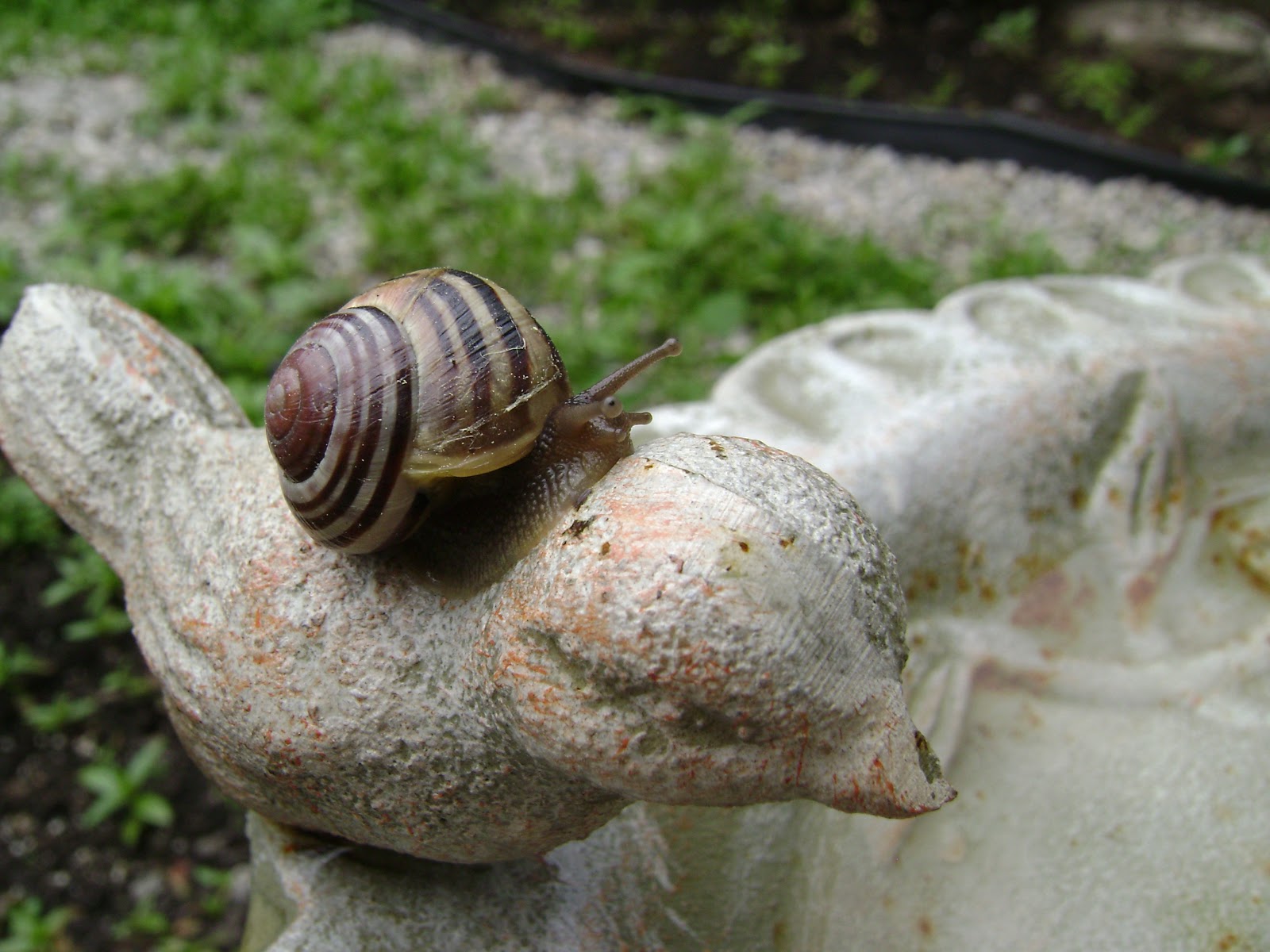 Photography: Adventure Snail Part 2