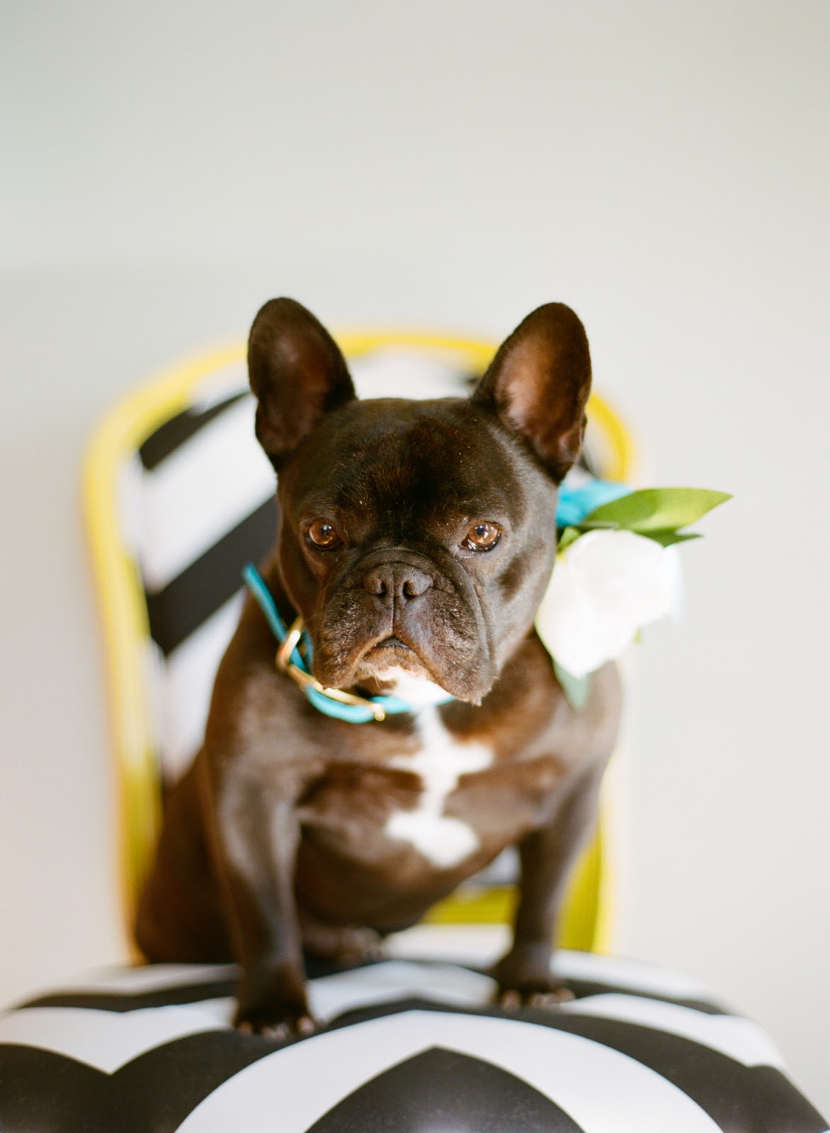 lil hoot: frenchie friday: 2 for you. . .1 for moi!