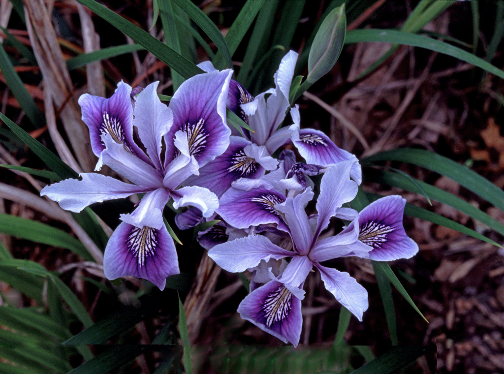 J. Franklin Willis Photographic Artist