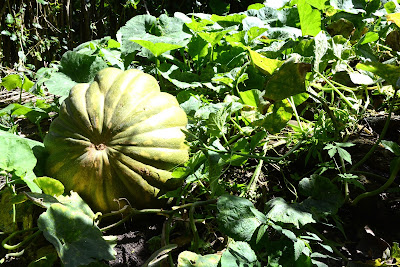 ASA Pernambuco: Agricultor cultiva jerimum gigante em Bezerros