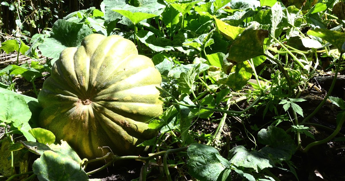 ASA Pernambuco: Agricultor cultiva jerimum gigante em Bezerros