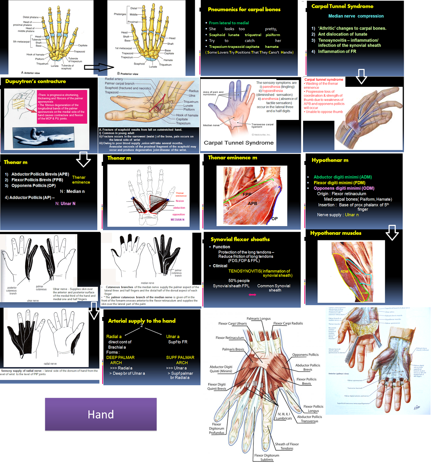 Medical Concept maps : Musculoskeletal system