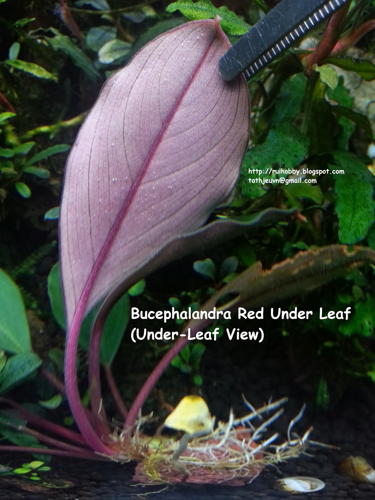 Rui's Hobby - Bucephalandras: Bucephalandra Red Under Leaf