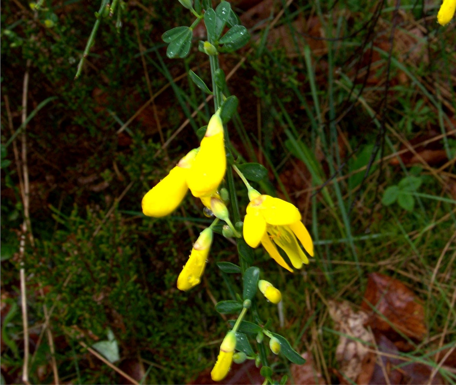 IVN-Bijentuin: Cytisus scoparius (Brem).