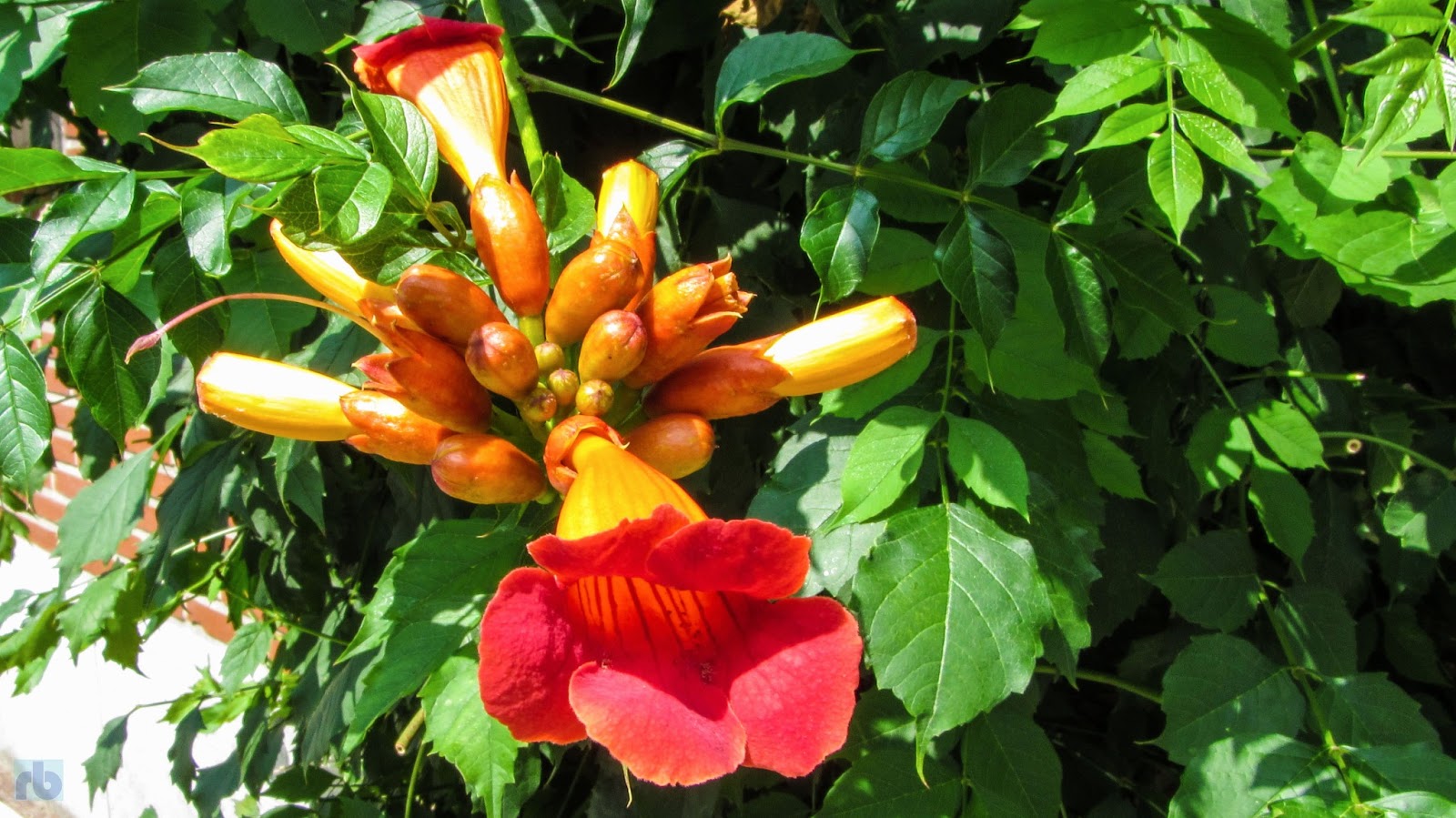 La nature en ville.: Liane fleuries en façade