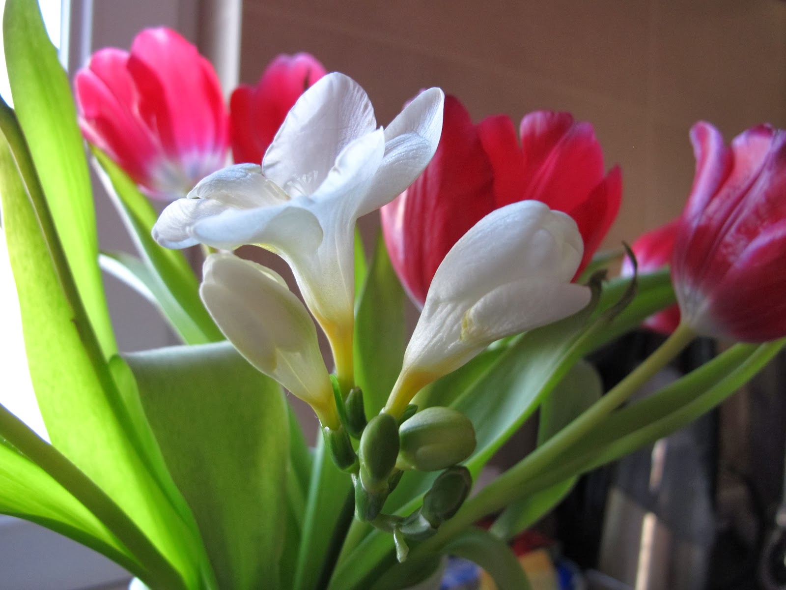 Floarea -bunica: Frezia alba