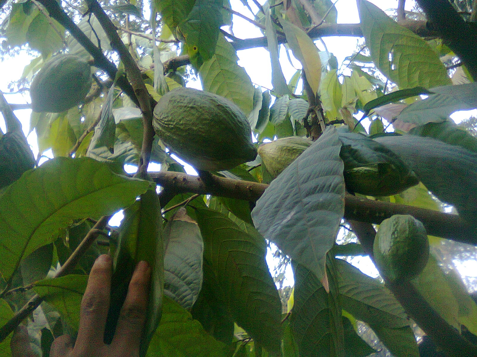 Gambar Pohon Cokelat (KAKAO) Yang Lebat Buahnya - Guru Ilmuan