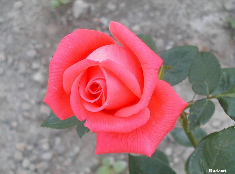 GÜL RESİMLERİ-ÇİFTEHAN KASABASI