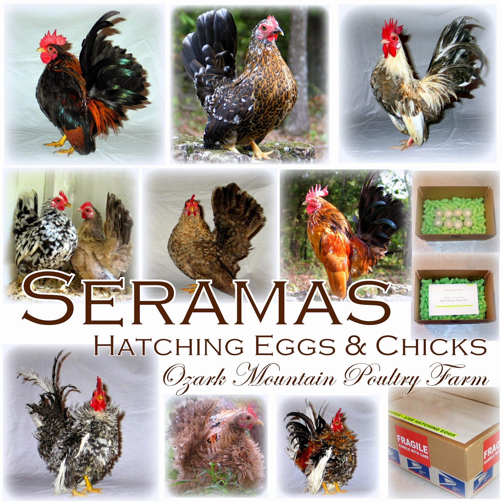 Ozark Mountain Poultry Farm: Malaysian Seramas, the Most Sought After ...