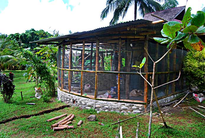 Musang or Masked Asian Civet Cat