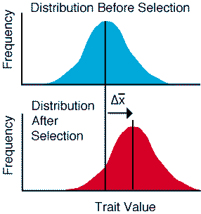 Bio Geo Nerd: Natural Selection - Types