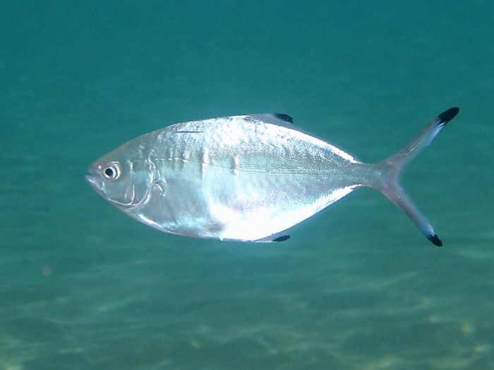 ANIMAIS DA RIA FORMOSA: Peixes 2