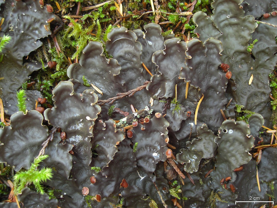 Species of UK: Week 25: Dog Lichen (‘Peltigera’)